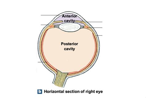 Eye Structures Diagram Quizlet
