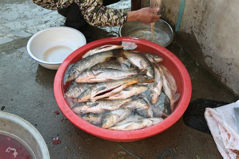 鱼图片素材 鱼设计素材 鱼摄影作品 鱼源文件下载 鱼图片素材下载 鱼背景素材 鱼模板下载 搜索中心