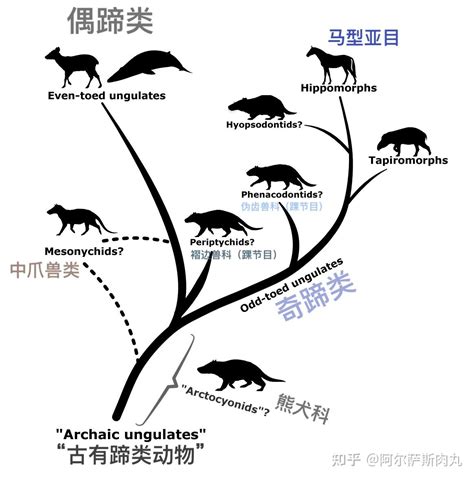 「rise Of Mammals丨兽族崛起 10」巨爪时代 知乎
