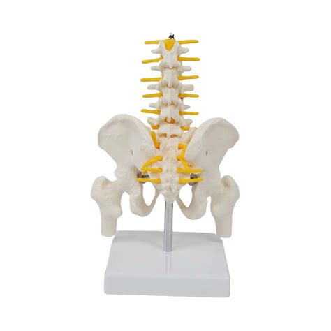 Pelvic Anatomy Model Techno Health