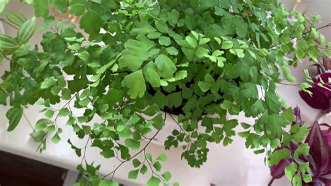 Папоротник Венерин волос - Адиантум Радди (Adiantum Raddianum), - YouTube