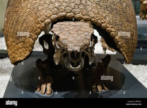 Armadillo Without Shell At Qiana Flowers Blog
