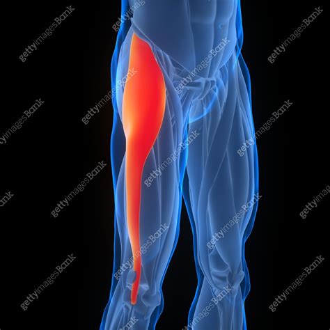 Human Muscular System Leg Muscles Tensor Fasciae Latae Muscles Anatomy