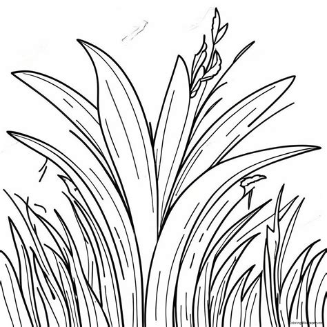 Grass Coloring Page 14860 11704