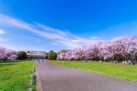 Koganei Cherry Blossom Festival In 2026 Japan Inside