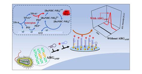 Ultrasensitive Electrochemiluminescence Biosensor To Detect Ampicillin Resistance Gene Argamp