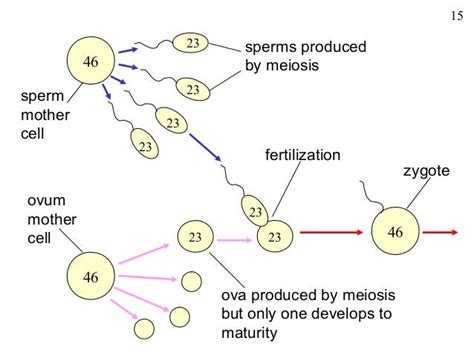 11 Diagram For Mitosis Mitosis Diagram For Chart And Formation