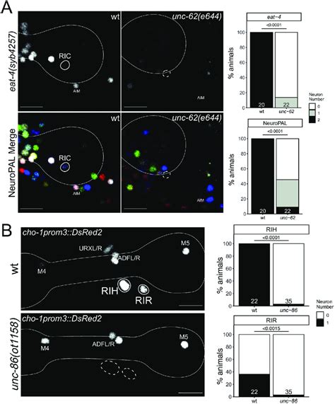 Ring Interneuron Ric Rih Rir Differentiation Defects In Homeobox