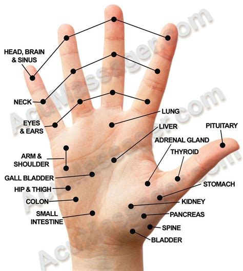 Acupuncture Points Arm Chart Interactive Chart Tools