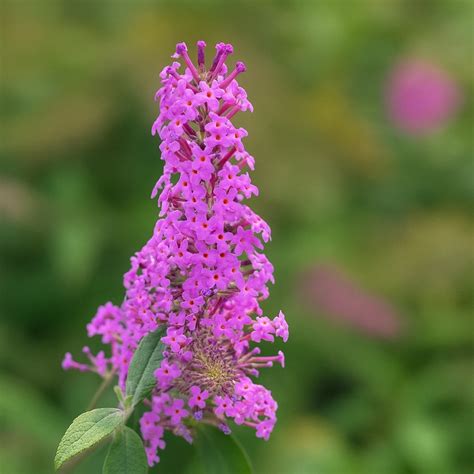 Buddleja Davidii Flutterby Pink Arbre Aux Papillons Compact