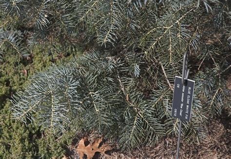 Abies Concolor Blue Cloak 2019 Photo Abies Concolor Bl… Flickr