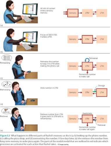 Ch Short Term And Working Memory Flashcards Quizlet