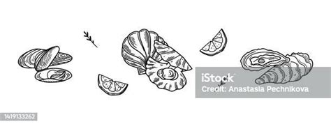 조개류 홍합 가리비 굴 해산물 벡터 일러스트 레이 션은 흰색 배경에 고립 된 이미지입니다 빈티지 스타일 손으로 그린 검은 잉크 이미지 굴에 대한 스톡 벡터 아트 및 기타