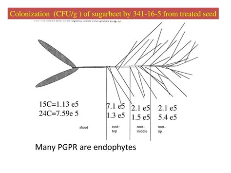 Ppt Use Of Trichoderma Pseudomonas And Bacillus Spp In Ipm Programs Powerpoint Presentation