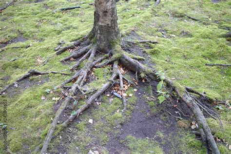 Nude Tree Roots In The Forest Stock Photo Adobe Stock