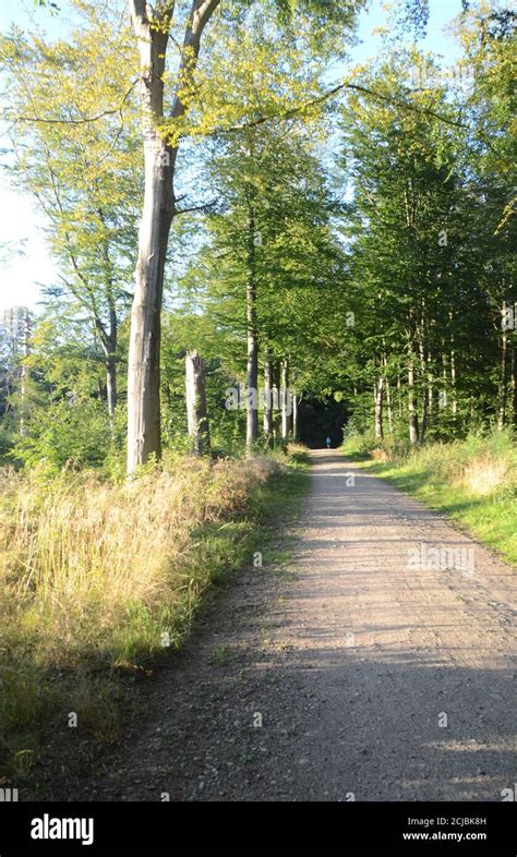Forest Logging Road Flanked By Large Trees A Blue Jogger Can Be Seen At The End Of The Road
