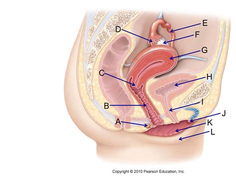 Female Reproductive System Diagram Quizlet Female Reproductive System Diagram Quizlet