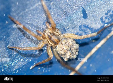 Spider Spider Breeding Spider Babies Arachnid Jumping Spider Legs