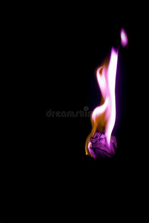 Rosa Su Fuoco Fotografia Stock Immagine Di Colpo Fiore 140159652