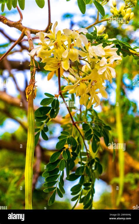 Seeds And Flowers Blossoms Of Moringa Tree And Green Tree Top With Blue Sky Background In Playa