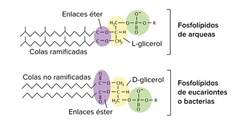 Arqueobacterias BiologÍa Y GeologÍa
