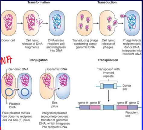 14 Bacterial Genetics Flashcards Quizlet