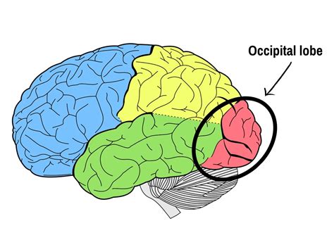 The Lobes Of Your Brain Epilepsy Neurology Epilepsy Sparks