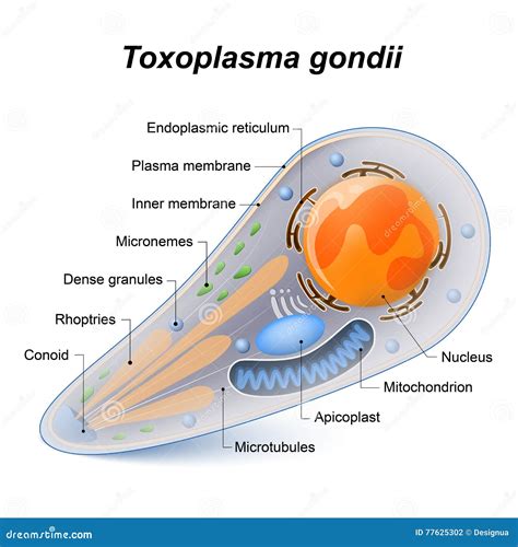 Toxoplasma Gondii Stock Vector Illustration Of Micronemes 77625302