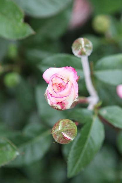 Rosebud Rosa Images Free Download On Freepik