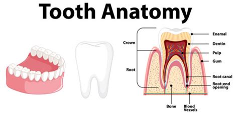 Detailed Human Tooth Anatomy Infographic Chart Vector Image