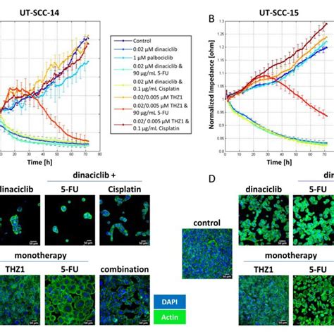 Impedance Measurement And Cytoskeletal Staining Ac Ut Scc 14 And