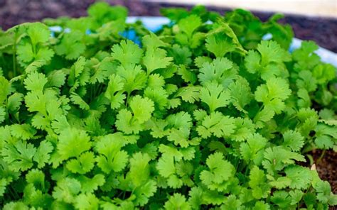 The Power Of Cooking With Fresh Herbs 9 Culinary Herbs Endless