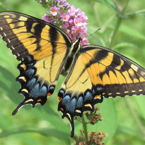 Eastern Tiger Swallowtail Butterfly Delaware Nature Society