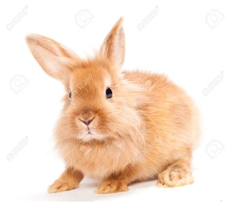 Rabbit isolated on a white background | Small pets, Pet feeding station ...