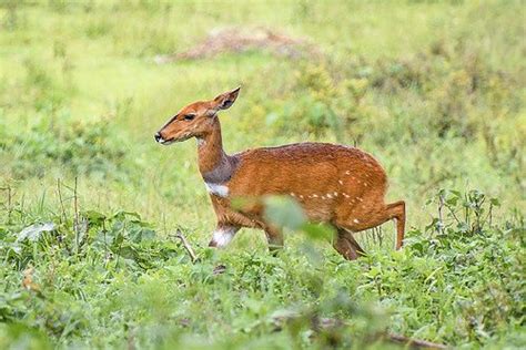 Bushbuck Tragelaphus Scriptus Sylvaticus