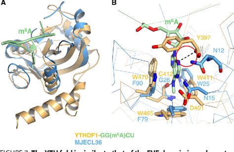 Figure 7 From Structural Basis For The Discriminative Recognition Of N6