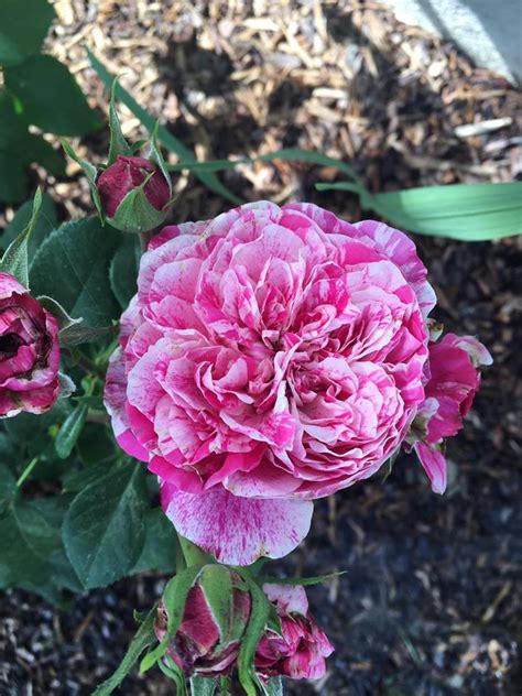 Rose (Rosa 'Ines Sastre') in the Roses Database - Garden.org