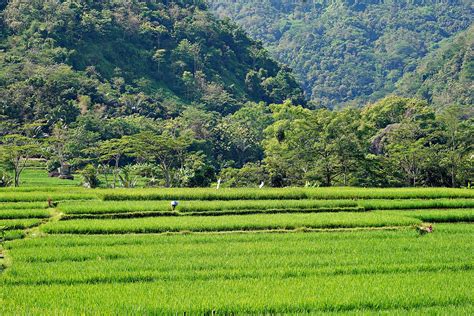 Rice Field Farm Agriculture Free Photo On Pixabay Pixabay
