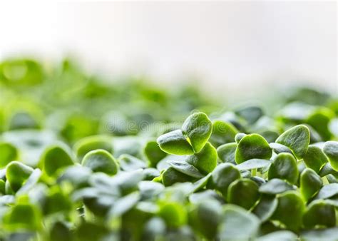Close Up Of Basil Microgreens Growing Basil Sprouts Close Up View