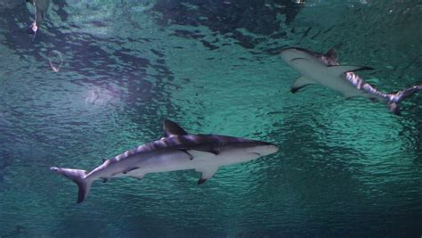 Ајкуле напале руски брод на аустралијској обали ФОТО — Rt Balkan