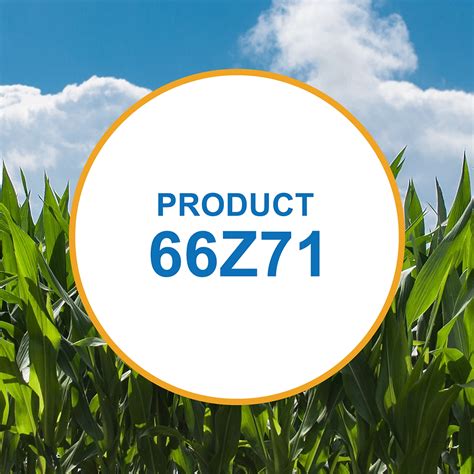 Corn Seed Product Z Standout Full Season Hybrid