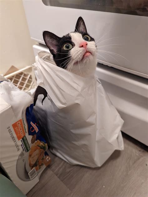 Unexpected Item In Bagging Area Reyebleach