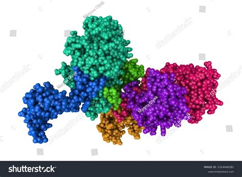 Penicillin Binding Protein