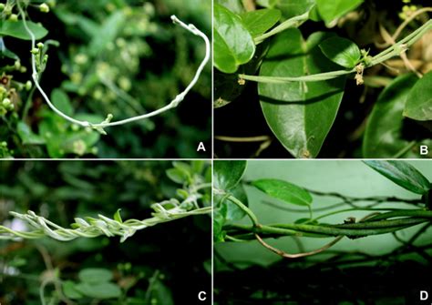 A Juvenile Stem Showing First And Second Nodes B Two Young Stems