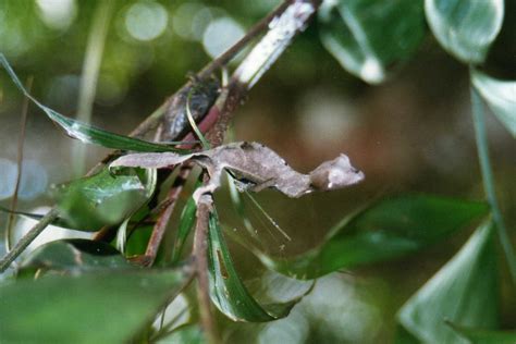 Uroplatus Leaf Tailed Gecko Perinet Reserve Madagascar Flickr