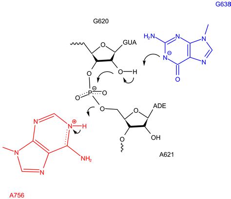 Vs Ribozyme