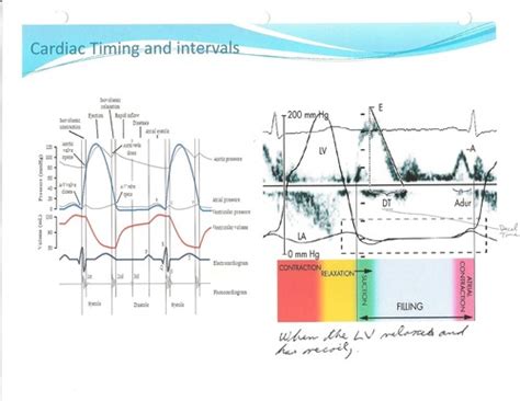 Left And Right Ventricular Systolic Function Flashcards Quizlet