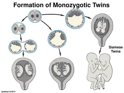Ppt Lecture 18 Embryo Development Powerpoint Presentation Free Download Id676827