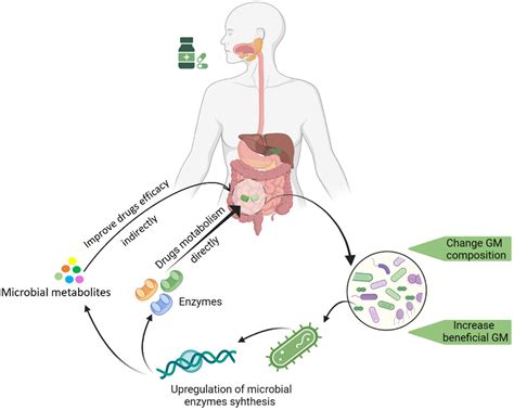 Frontiers Exploring The Role Of Gut Microbiota In Advancing