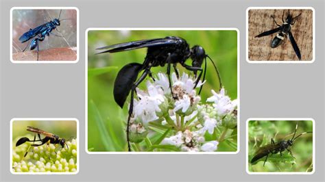 8 Types Of Black Wasps Identification With Color And Habitat